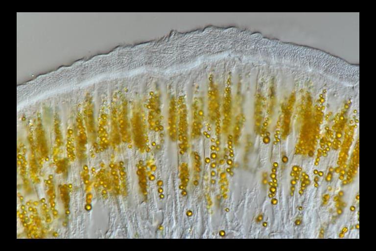 This deep-sea worm turns two toxins into a harmless mineral | Research ...